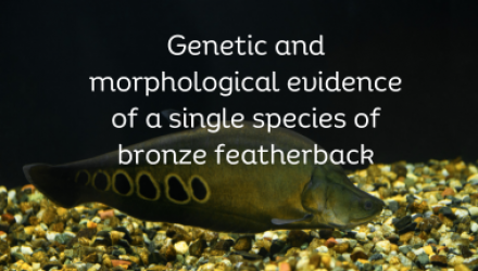 Genetic and morphologi... | KMS